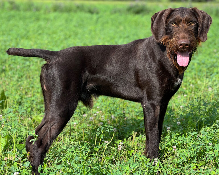 Deutsch-Drahthaars - Vom Seymour Kennel
