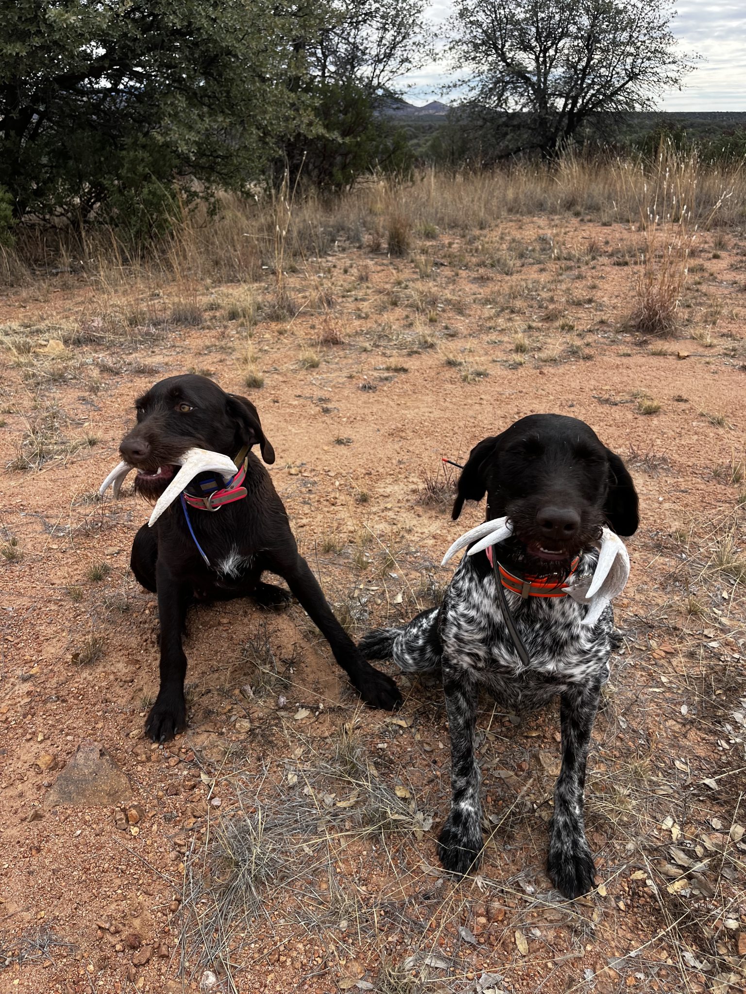Wintering in Southern Arizona: Quail, Quiet days, and Bird Dogs at Work ...